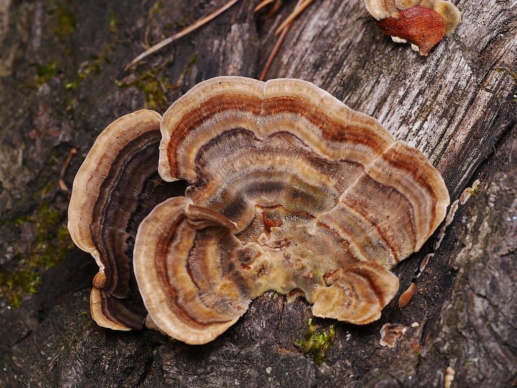 Featured Creature: Turkey Tails - Biodiversity for a Livable Climate