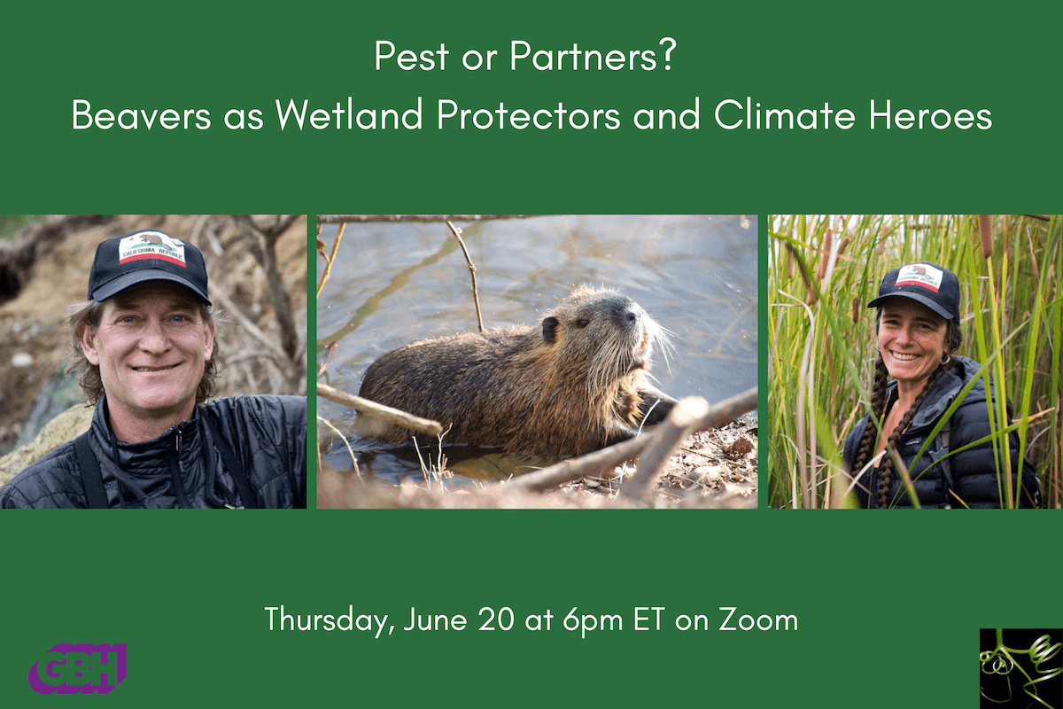 Beavers as Wetland Protectors and Climate Heroes – Thursday June 20 ...