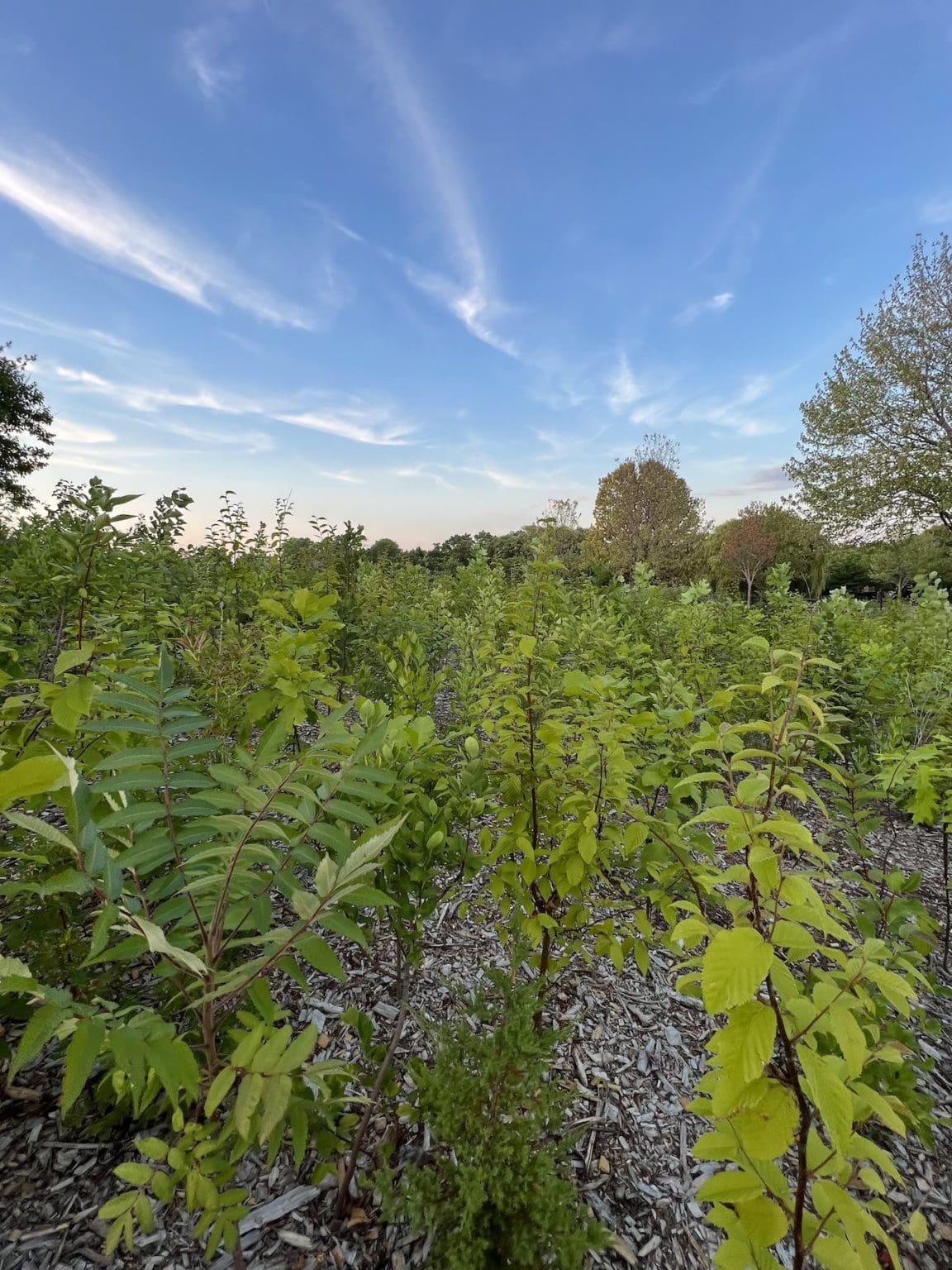 Danehy Park Forest - Biodiversity for a Livable Climate