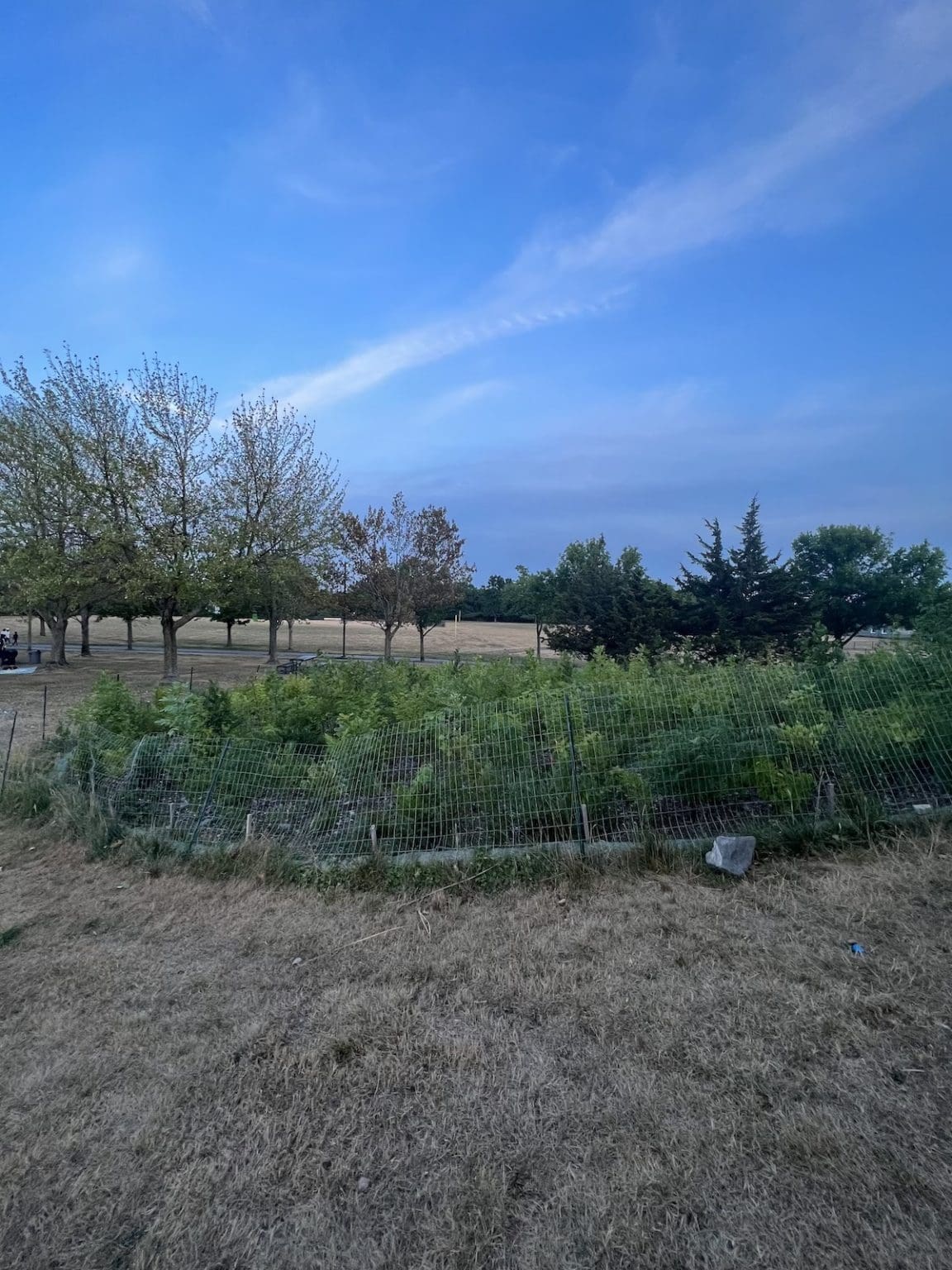 Danehy Park Forest - Biodiversity for a Livable Climate