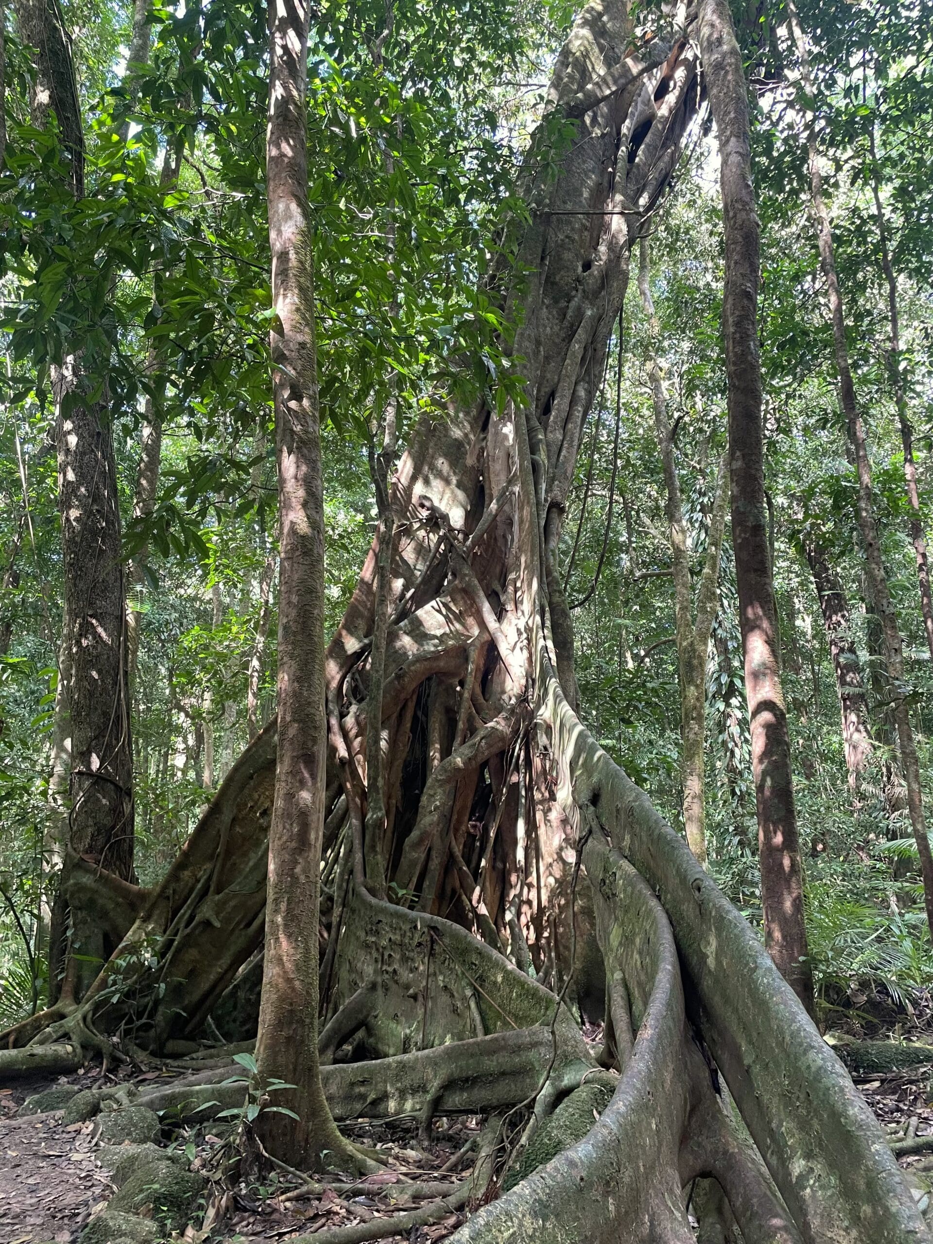 Featured Creature: Strangler Fig - Biodiversity for a Livable Climate