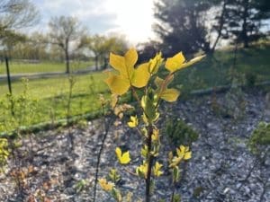 Danehy Park Forest - Biodiversity for a Livable Climate