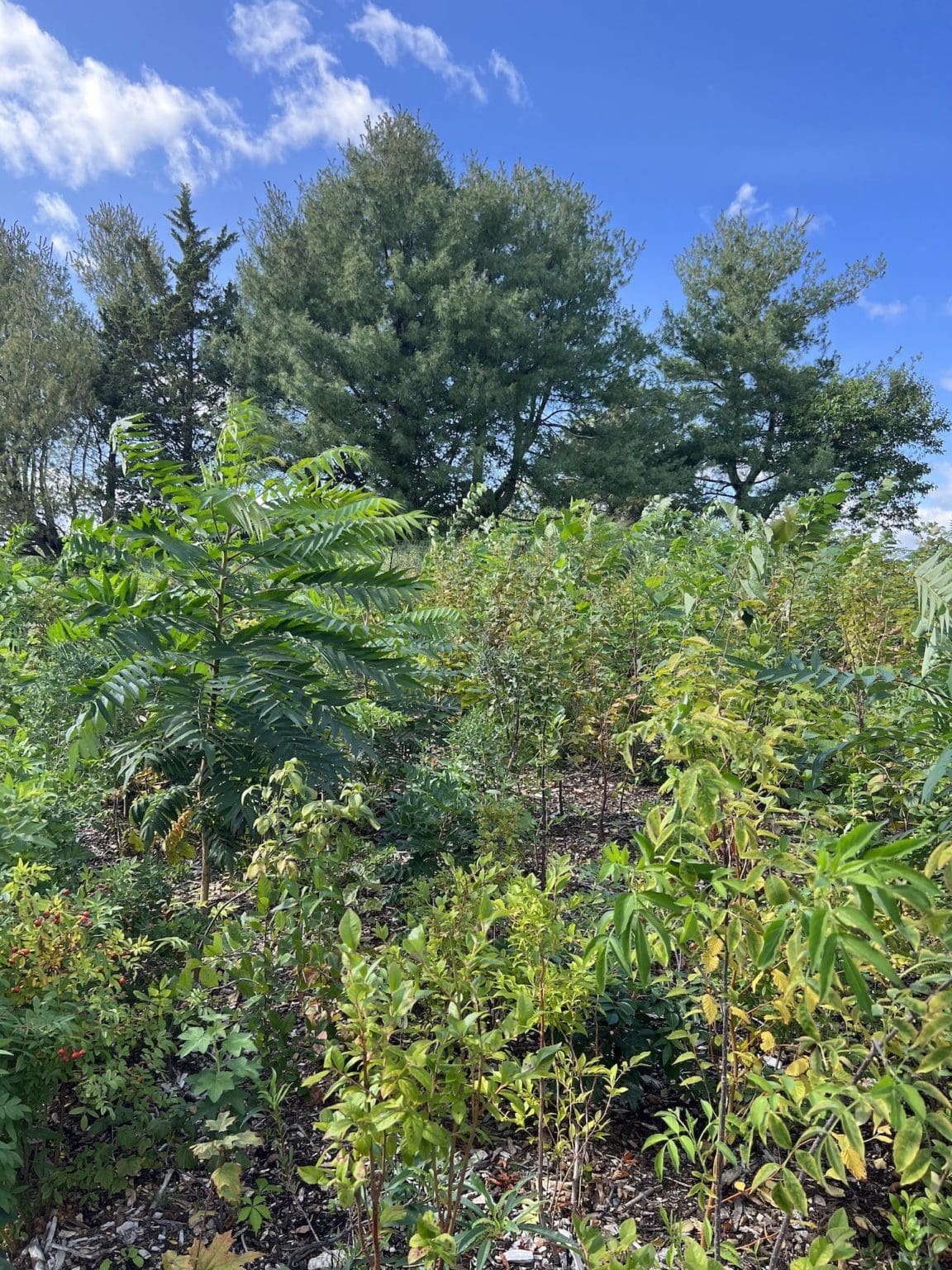 Danehy Park Forest - Biodiversity for a Livable Climate
