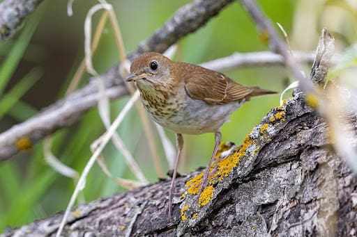 Veery