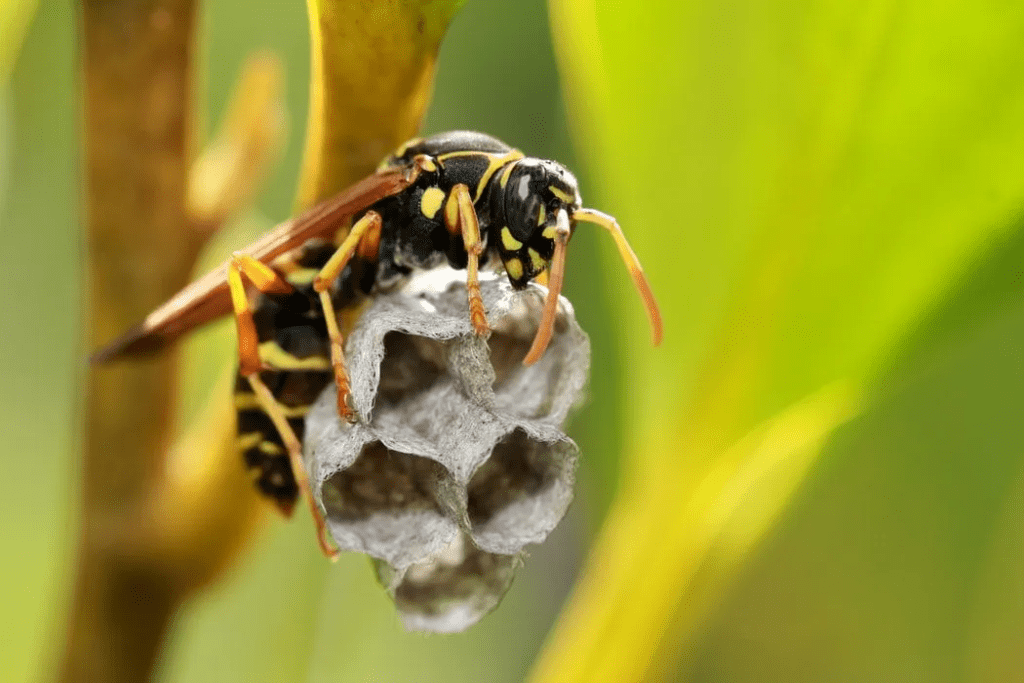Featured Creature: Wasps - Biodiversity for a Livable Climate