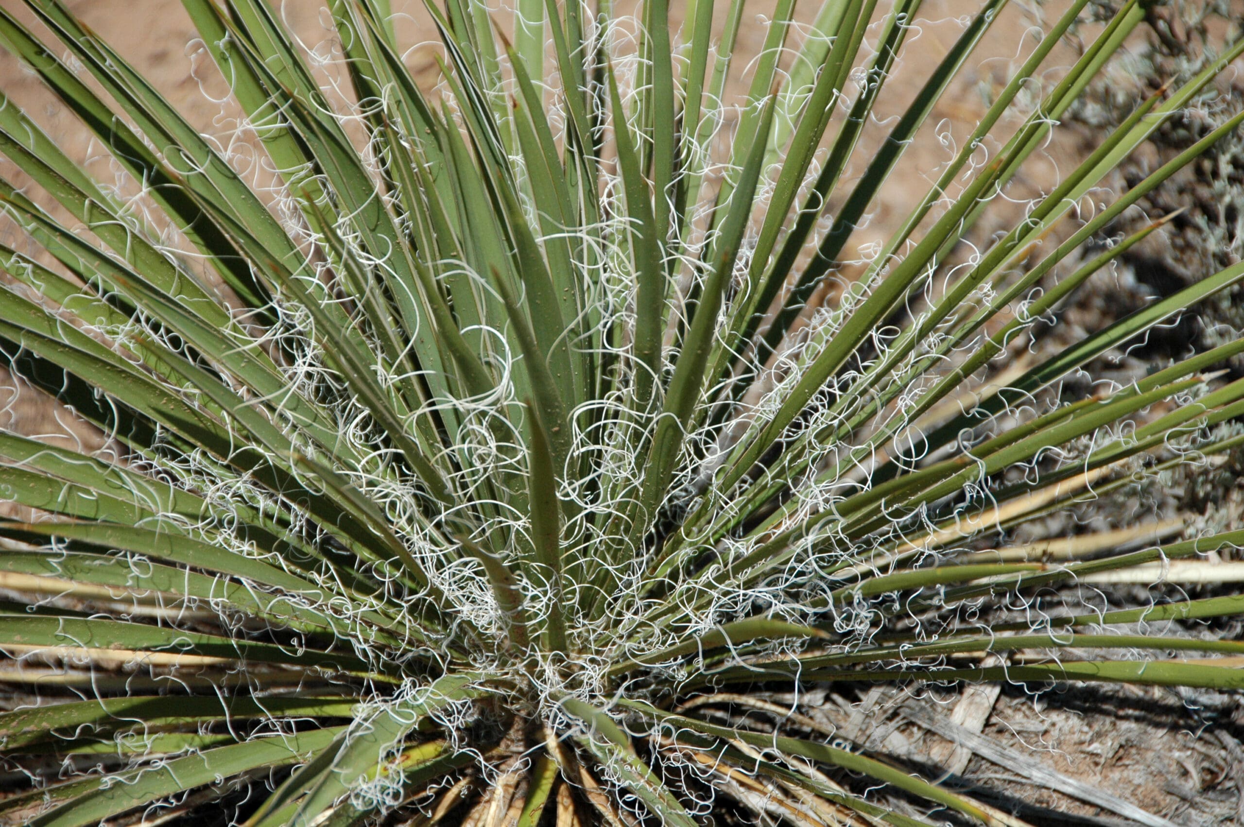 Featured Creature: Yucca - Biodiversity for a Livable Climate