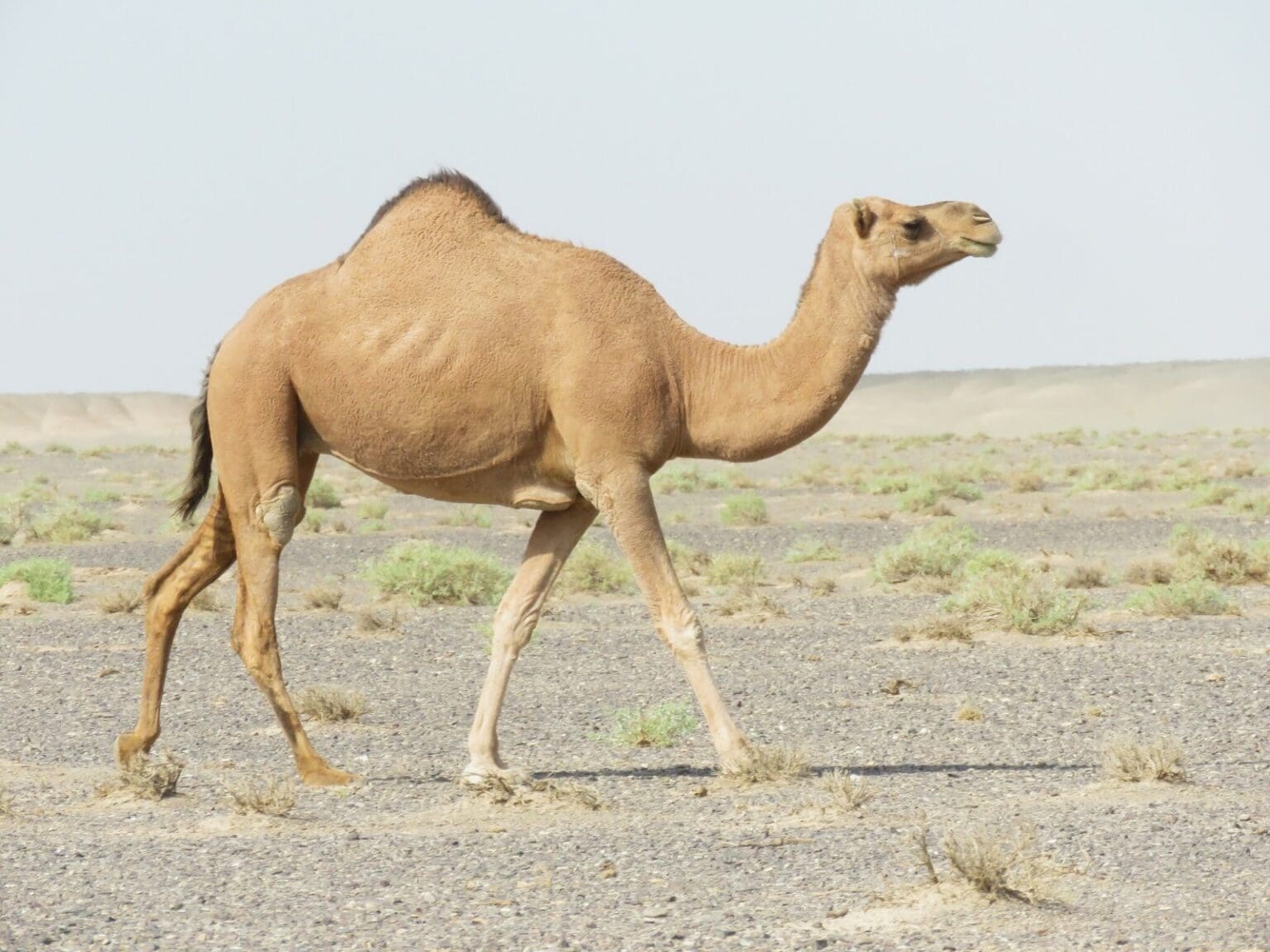 Featured Creature: Camel - Biodiversity for a Livable Climate