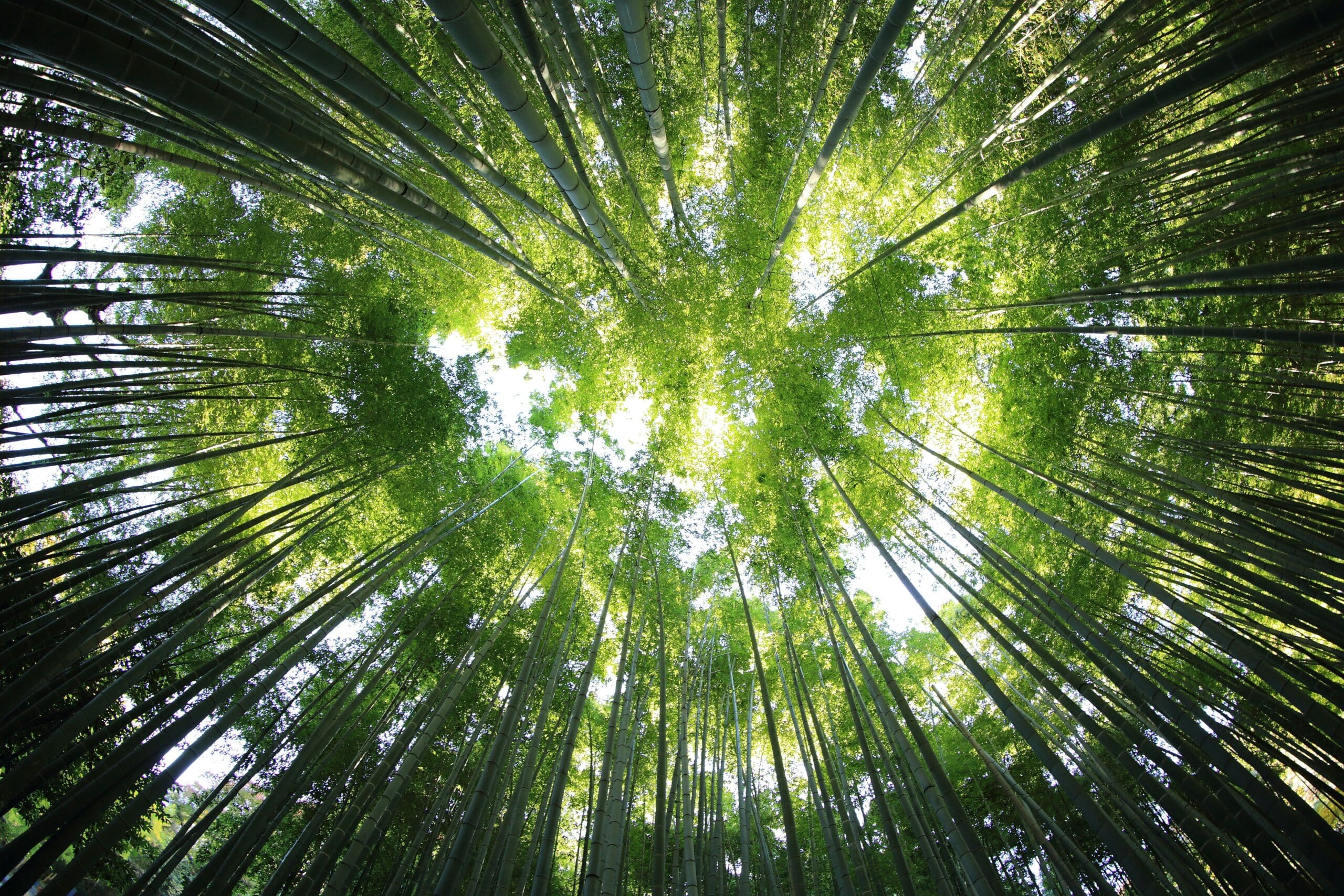 Featured Creature: Bamboo - Biodiversity for a Livable Climate