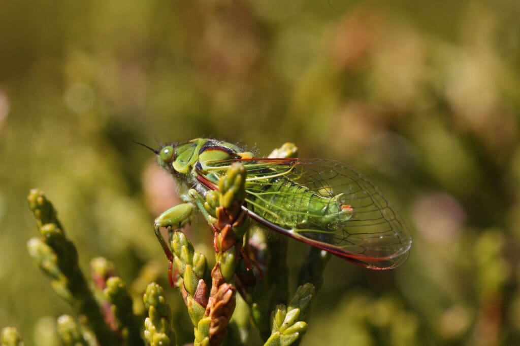 Featured Creature: Cicada - Biodiversity for a Livable Climate