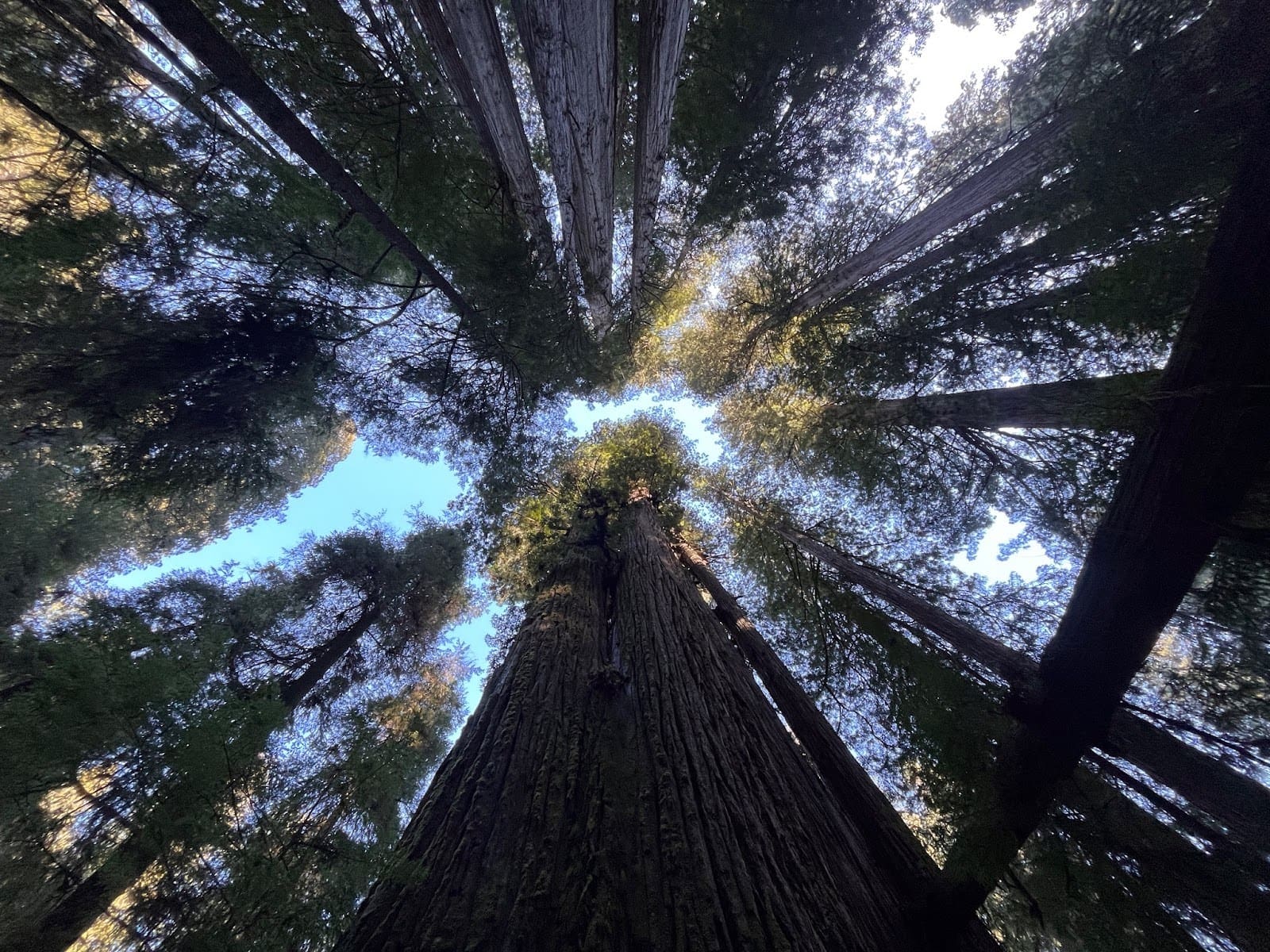 Featured Creature: Coast Redwood - Biodiversity for a Livable Climate