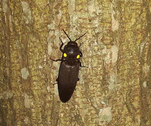 Featured Creature: Fire Click Beetle - Biodiversity for a Livable Climate