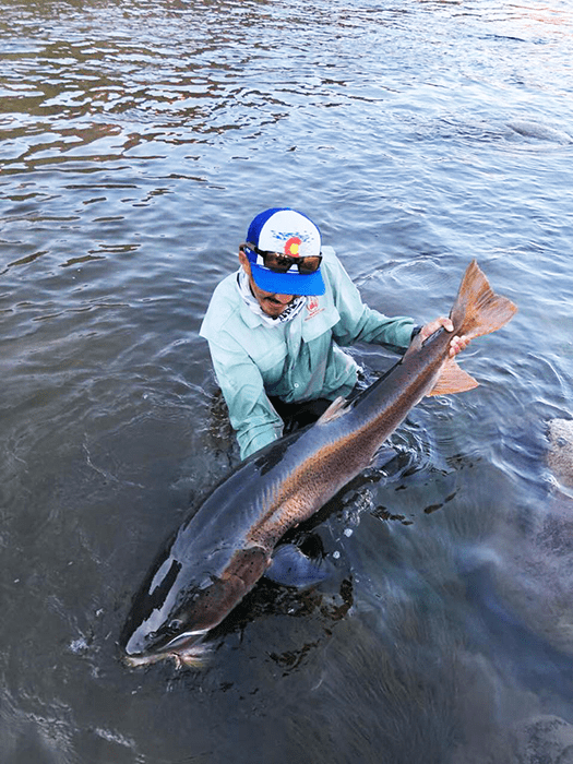 Featured Creature: Siberian Taimen - Biodiversity for a Livable Climate